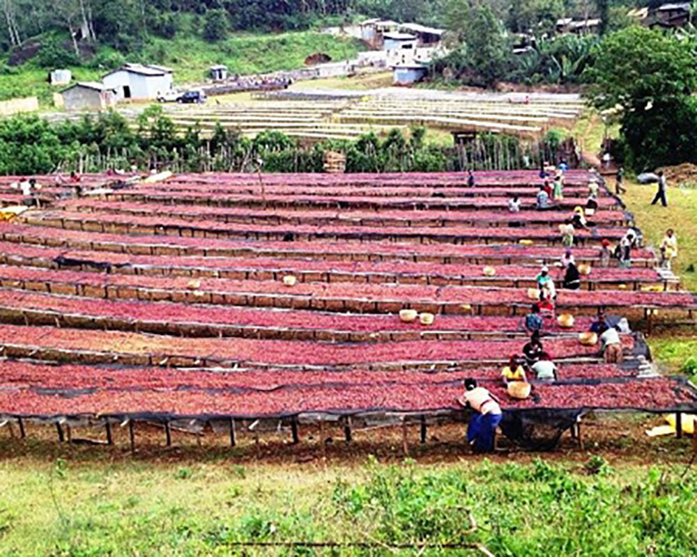 Ethiopia Yirgacheffe Aricha Natural – Water Avenue Coffee